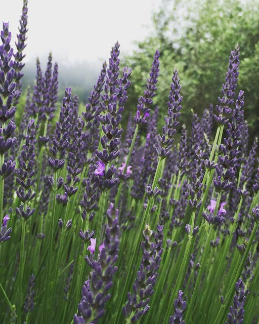Make Your Own Lavender Hydrosol – Verdant Wild